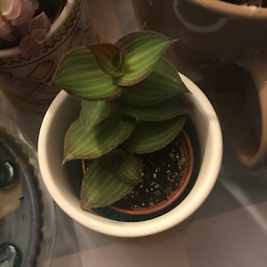 Callisia Elegens callisia Gentlei Striped Inch Plant - Etsy