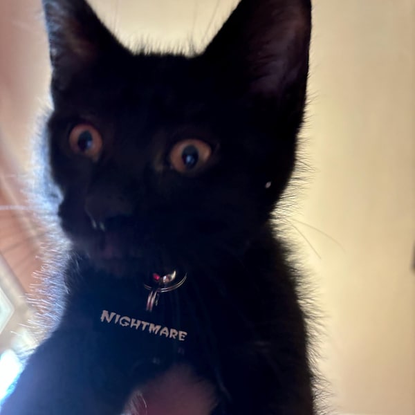 Personalized Bat Pet Tag or Human ID Tag, Perfect Tag for Cats, 10 ...