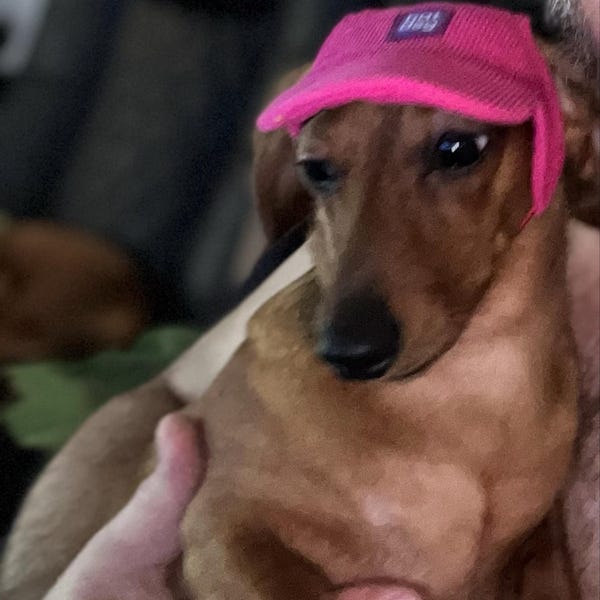 Corduroy Dog Cap – Stylish Dog Baseball Hat With Ear Holes | Adjustable ...