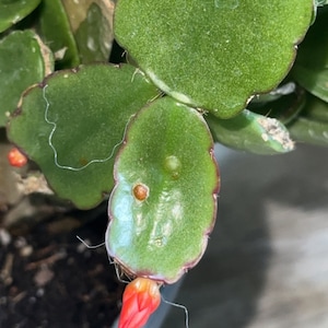 6 Inch Pot String of Burrow Tails easy Care Succulent - Etsy