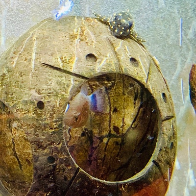 Aquarium Coconut Cave With Sunburst Carving, One Hole or Two Holes. - Etsy