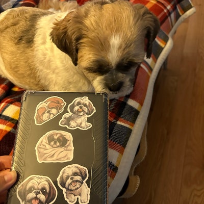 Funny Pickle Sticker Pack, Set of 12, Pickle Stickers, Pickle Gift for ...