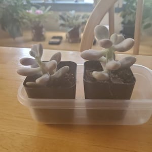Rare Pink Moonstone Succulents Pink Pebble Rosette Plants - Etsy