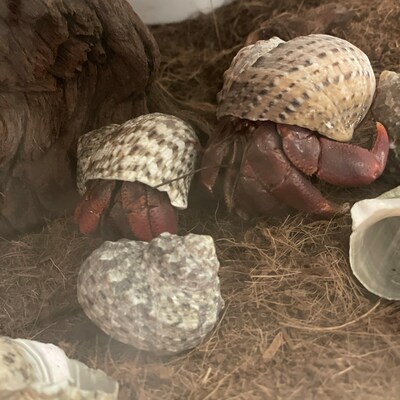 Nessastores Mexican Deep Sea Shell Beach Craft Scallop 2 1/2 3 20 PCS ...