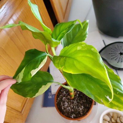 Vibrant Skeleton Acrylic Painting on Dark Blue Canvas - Etsy