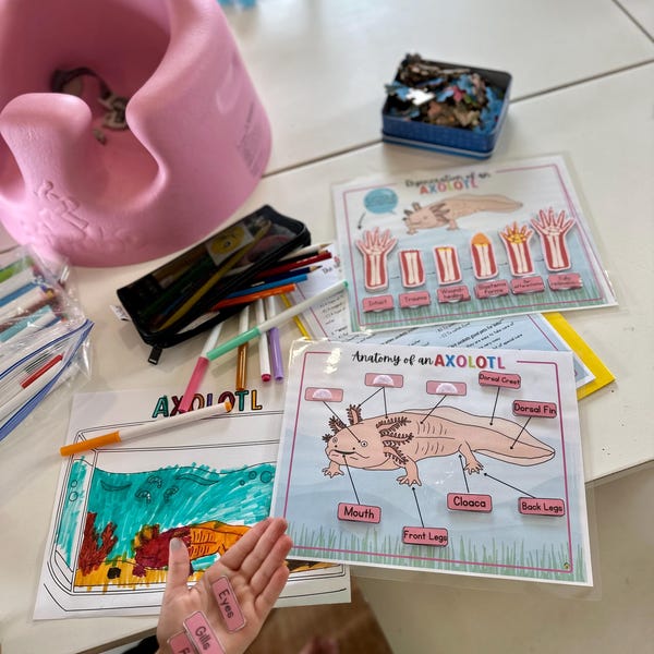 Ocean Layers Printable, Ocean Zones, Pelagic Zones, Learn About the ...