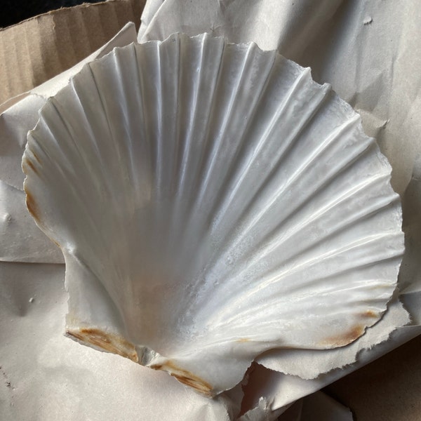 Natural Scallop Shells | Cleaned & Ready for Use | Available in Medium ...