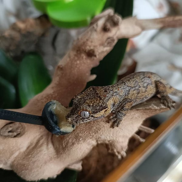 Gecko Food Ledge + Bowls & Spoon Kit | Choice of Colours | 3D Printed ...