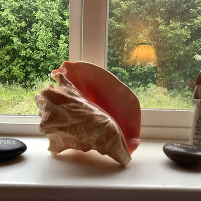 Conch Sea Shell Garden Quality 68 Conch Shell Imperfect Conch Sea Shell ...