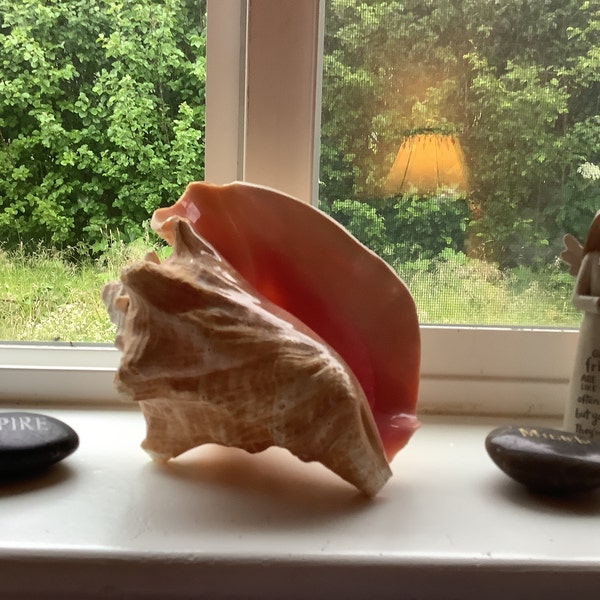 Conch Seashell Shell, Bahama Conch 8-10" - Etsy