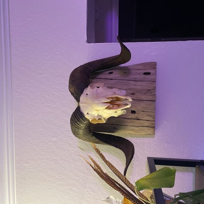 Yak Skull, Large Yak Skull on Walnut Slab, Buffalo Skull - Etsy