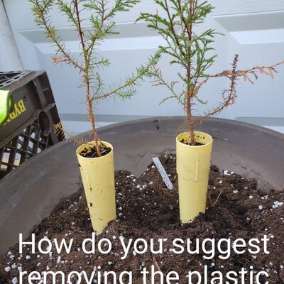 Atlantic White Cedar chamaecyparis Thyoides 3-pack Tubelings - Etsy