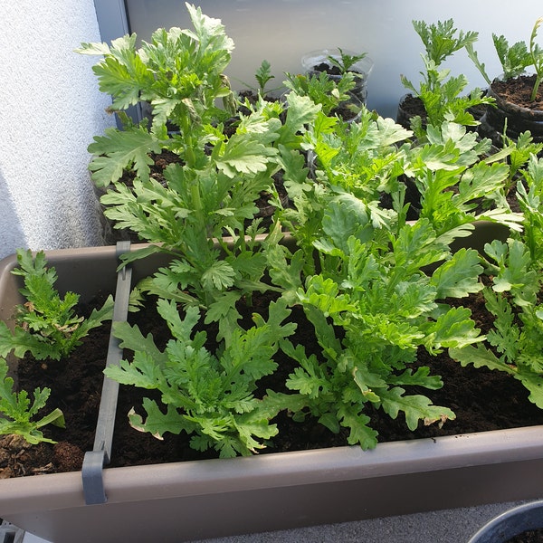 쑥갓 Seeds(100+), Tongho, AKA Chrysanthemum Coronarium Seeds. - Etsy