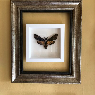 Real Mounted Death Head Moth Taxidermy Display UV Blocking Glass - Etsy