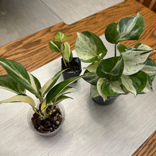 Philodendron Cream Splash Rare Aroid Philodendron Hederaceum 'cream ...
