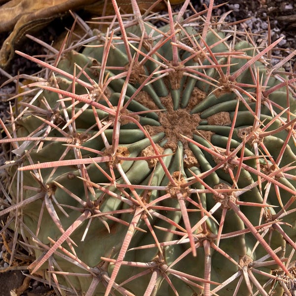 Spiny Star Cactus - Etsy