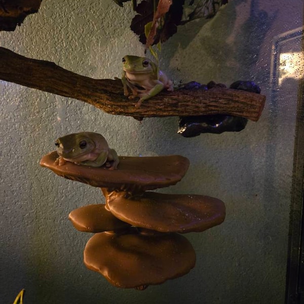 Multi-level Mushroom Ledge Hanging for Crested Geckos, Tree Frogs ...