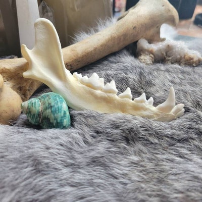 Curiosities Mystery Box, Curio Cabinet Starter Collection, Oddities and ...