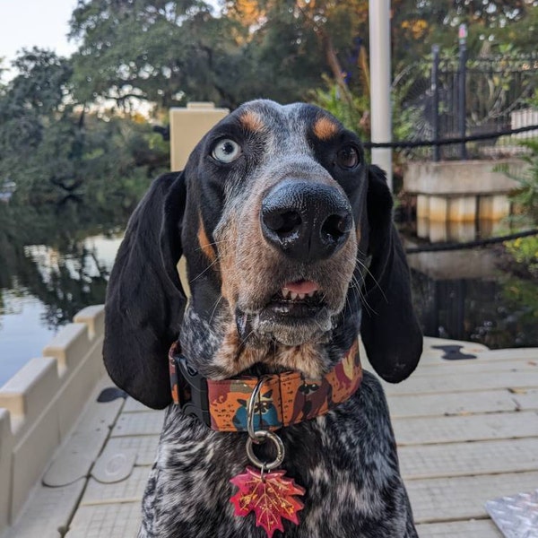 Orion Dog Collar, Glow in the Dark, Navy Blue, Constellations, Classic ...