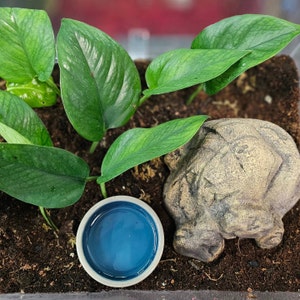 Reptile Arboreal 10 Gallon Front Opening Enclosure, Terrariums ...