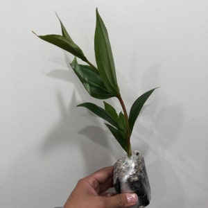 Blue Butterfly Bush AKA Blue Wings Small Rooted Starter Plant - Etsy