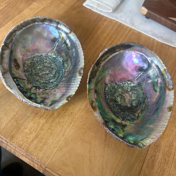 Abalone Shells: Choose Size 2 - 7" Mini & JUMBO Abalone Shells (holds ...