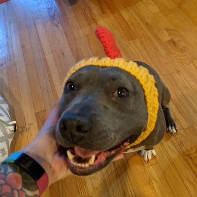 Rooster Chicken Dog Snood Knit Crochet Dog Hat Easter Dog Costume Ear ...