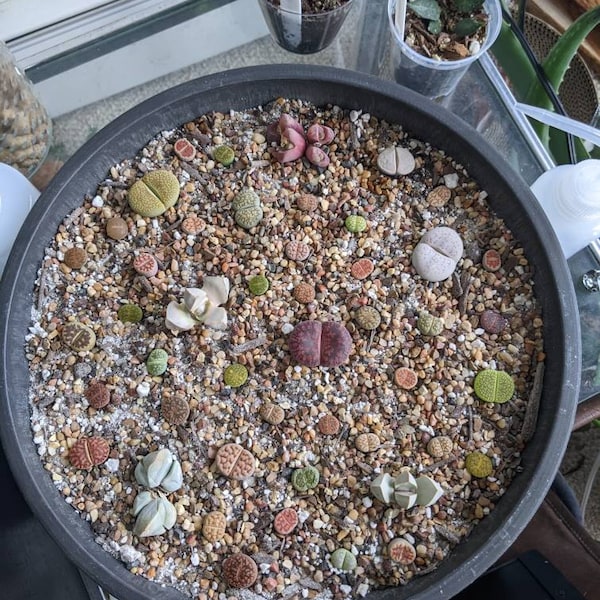 Live Ultra Rare Plant~ One Cluster ~ Lithops Cluster Optica Rubra C81A ...