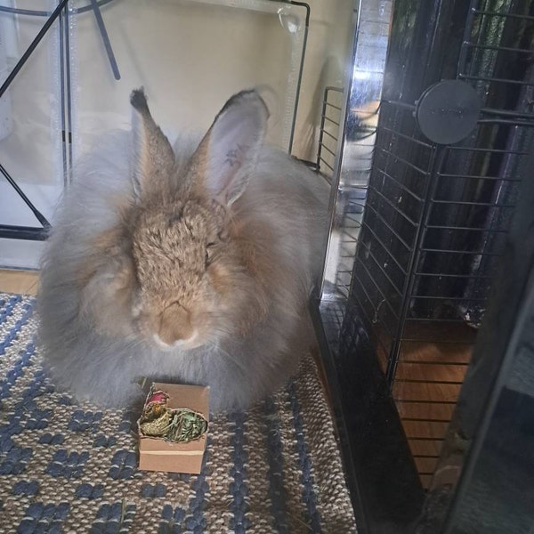 3 Mini Treat Bags. Foraging, Fling and Chew Toys. Rabbit Guinea Pig ...