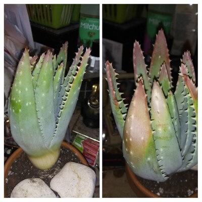 Aloe Brevifolia Alligator Crocodile Plant Rooted Young Pup FREE ...
