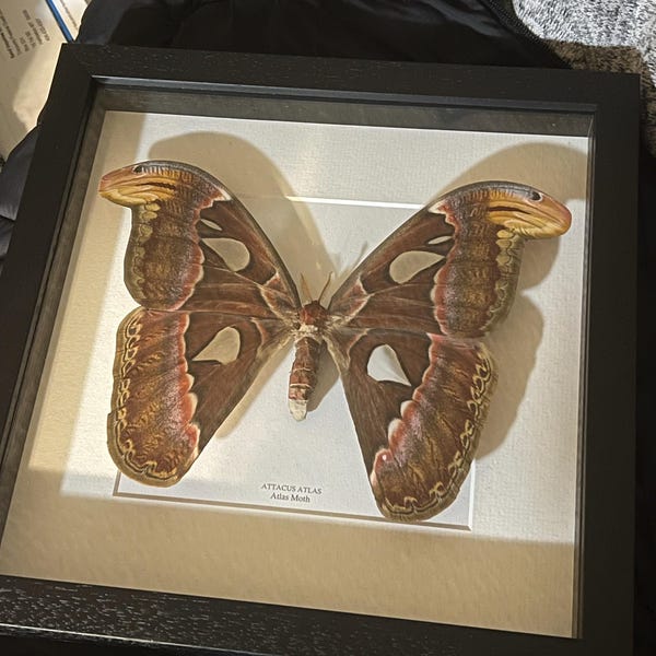 Pink Silkmoth in Baroque Style Frame (automeris Frankae) - Etsy