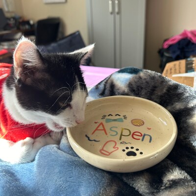 Custom Cute and Cheerful Pet Plate, 2 to 3 Designs, Handmade Pottery ...