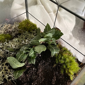 2 Pack Pixie Cup Live Lichen Moss for Terrariums Fairy Gardens | Etsy