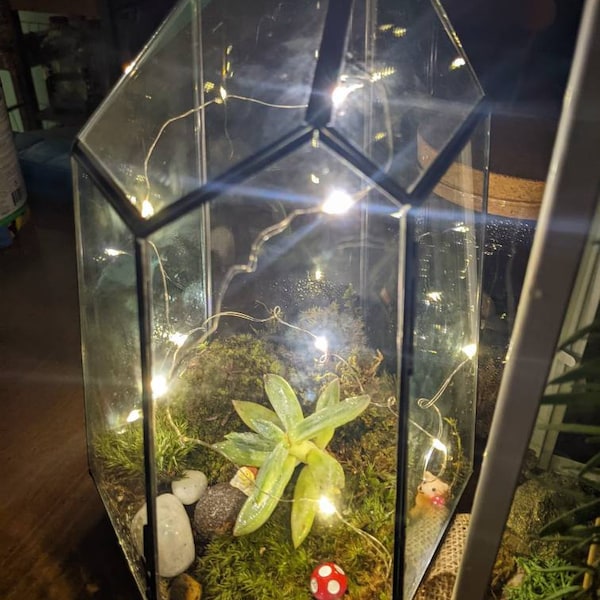 Bioactive Terrarium Kit With Live Moss With Terrarium Container ...