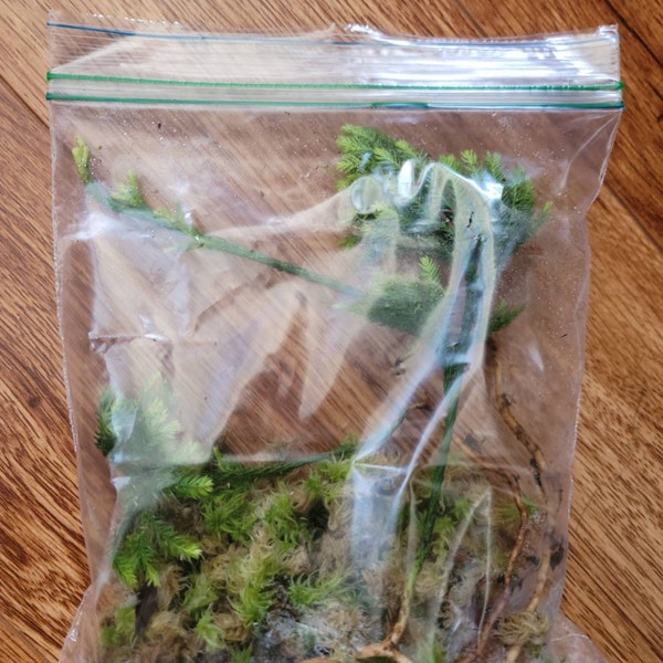 Princess Pine Tree Clubmoss Plants for Fairy Garden, Terrarium, Garden ...