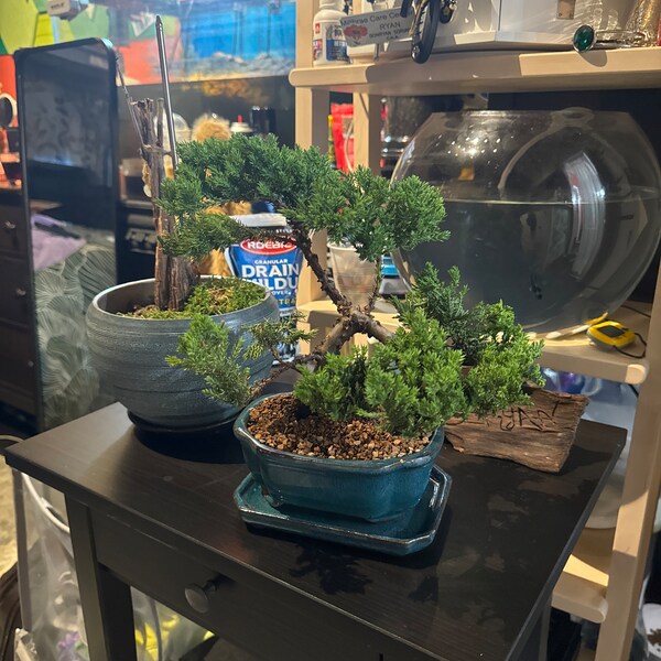 Ceramic Humidity / Drip Tray for Bonsai Pot 8 Inch Tray - Etsy