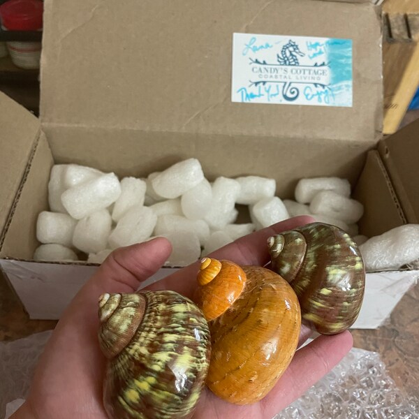 Beach Decor Brown and Green Turbo Petholatus Shells (3 PC) - New Colors ...