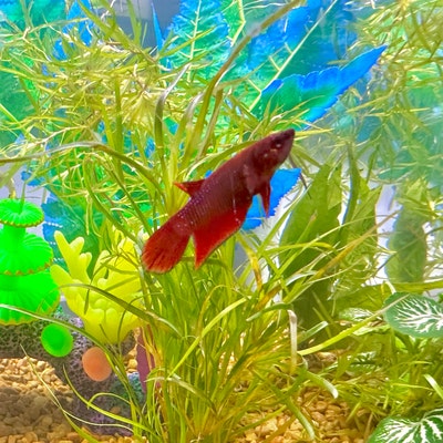 Rotala H'ra Easy Live Aquatic Stem Plant for Planted Aquarium ...