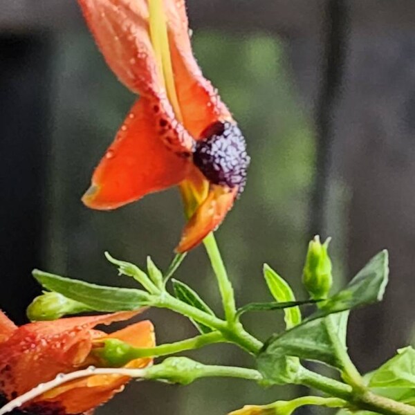 Hummingbird Bush Plant, Unusual Bird Shaped Orange Flower - 8-10 Inches ...