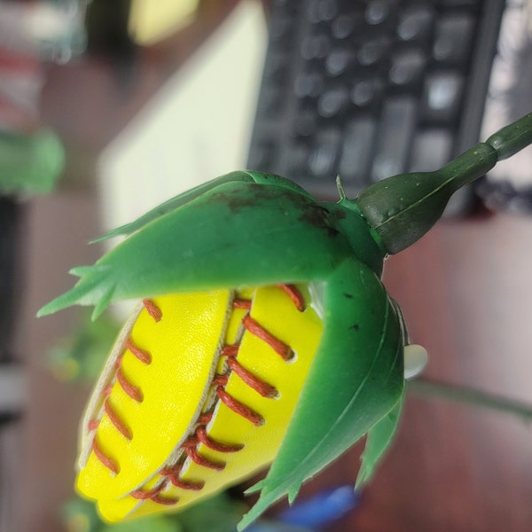 Softball Roses, Sports Rose, Basketball Baseball Soccer Volleyball ...