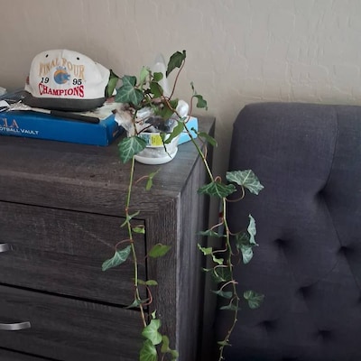 Flowerpotnursery Ruby Red Spikemoss Selaginella Erythropus Sanguinea 4 ...