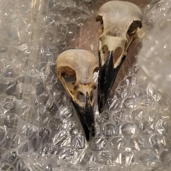 Rook Crow Skull Natural Rook Corvus Frugilegus Corvid Taxidermy Gothic ...