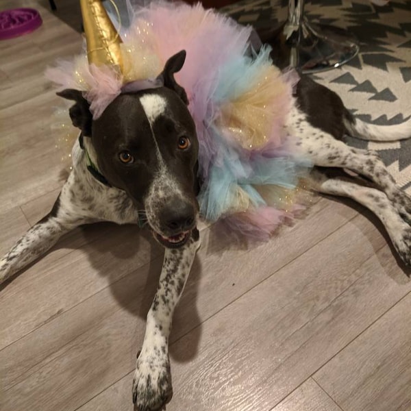 Unicorn Dog Costume: Horn Handmade, Cute, Rainbow, Fluffy Princess Dog ...