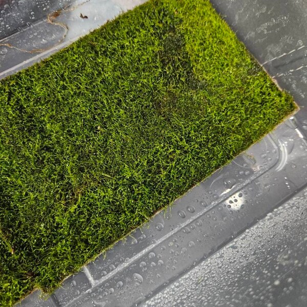 Live Clean and High Quality Planted Sheet Moss & Cushion Moss for ...