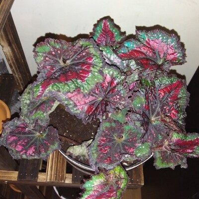 Jurassic™ Rex Begonia 'watermelon' - Etsy