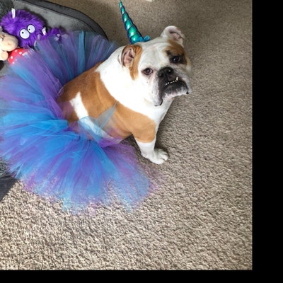 Dog Tutu: TURQUOISE BLUE & PURPLE Small / Medium / Large / - Etsy