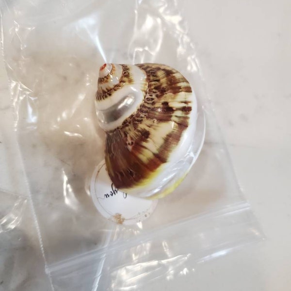 Banded Polished Turban Shell 2 2/8"-2 7/8" (pentholatus) - Seashells ...