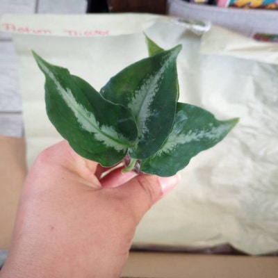 Aglaonema Pictum Tricolor Starter Plant ALL STARTER PLANTS Require You to Purchase 2 Plants - Etsy