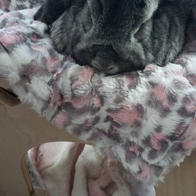 Ivory Embossed Paw With Minky Back Personalized Paw Print Blanket, Paw ...