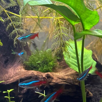 Samolus Parviflorus Red Rare Live Aquarium Plants - Etsy